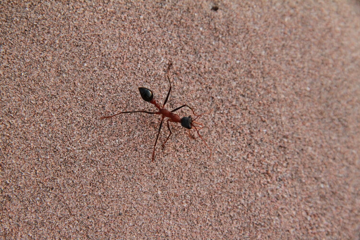 Port Arthur to Wauraltee to the Bamboos, Yorke Peninsula - Living life ...